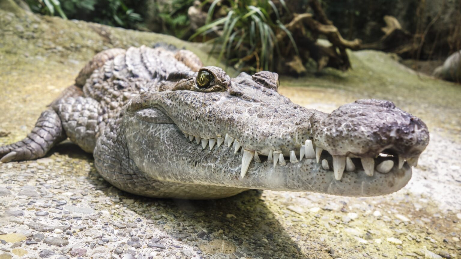 Les Crocodiliens : comment les distinguer ? - Erudyx